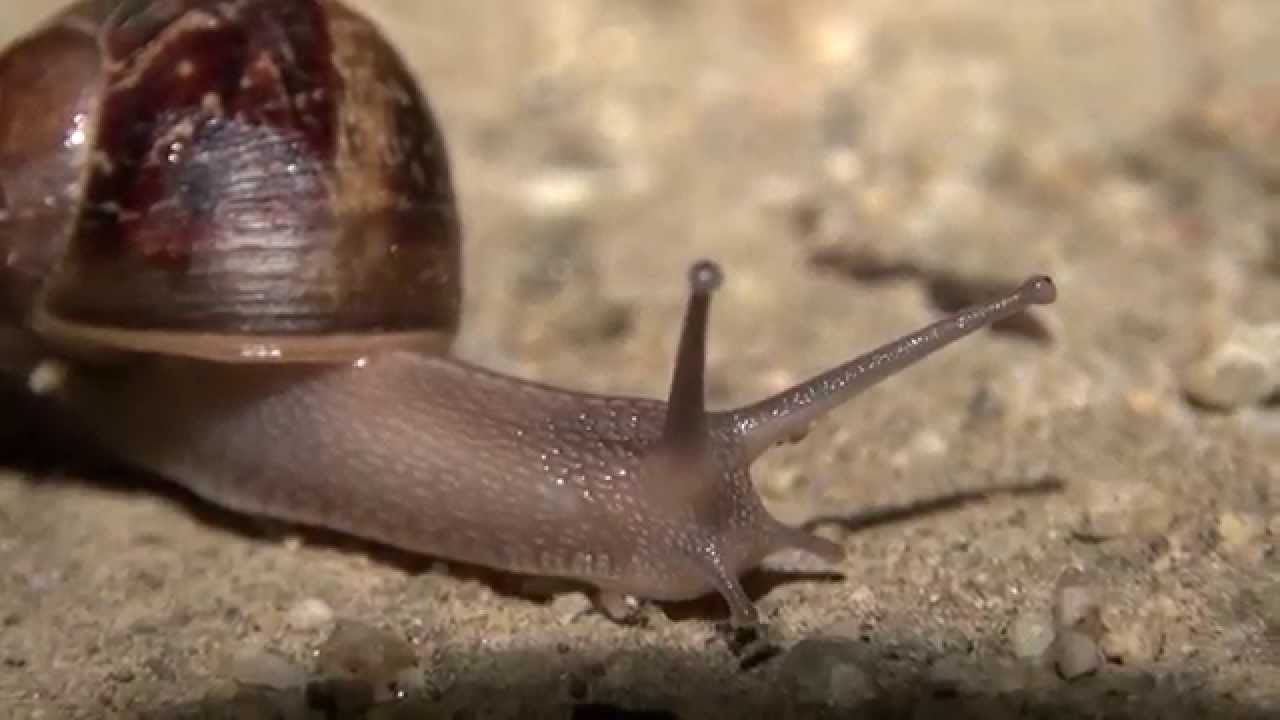 The Bugs In California - YouTube