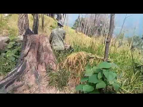 hnub no tuaj mu hlai nplej nawb - YouTube