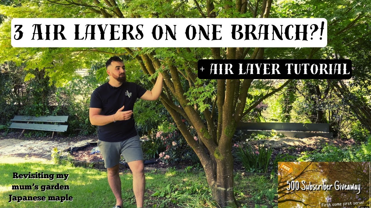 How to Air Layer - YouTube