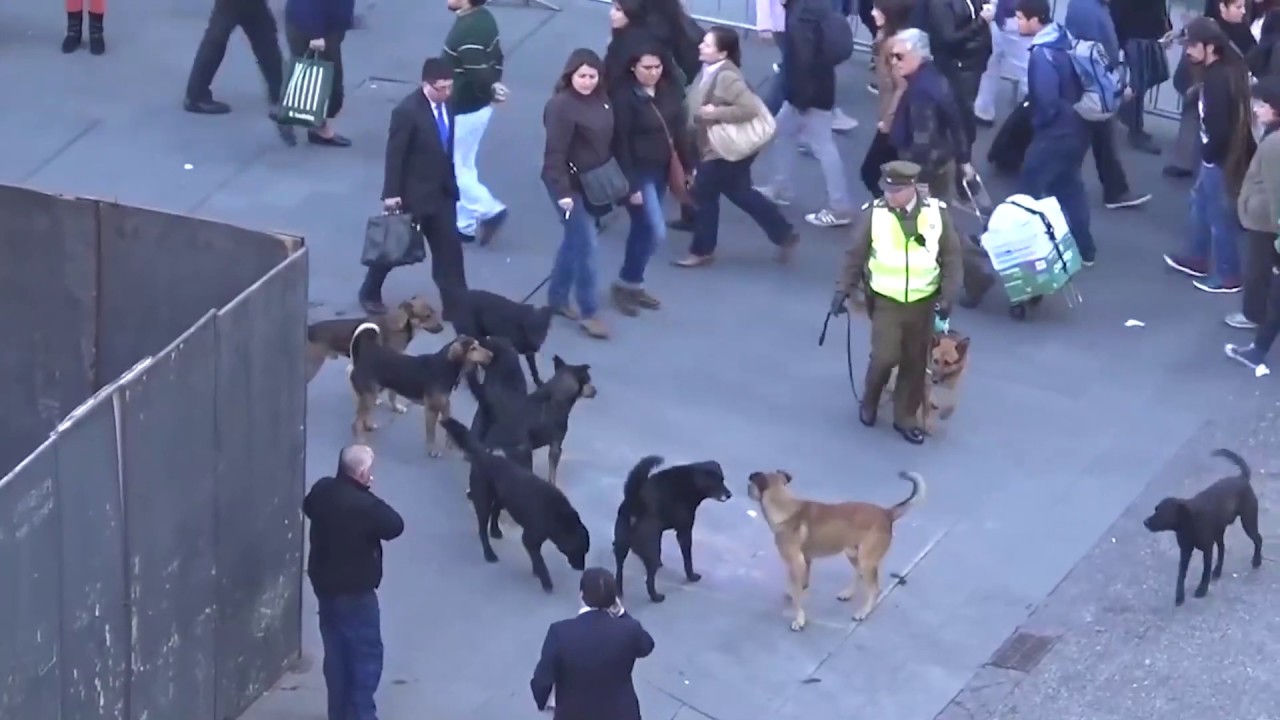 Best Animal Attacks || Police dog attracted with pack of stray dogs ...