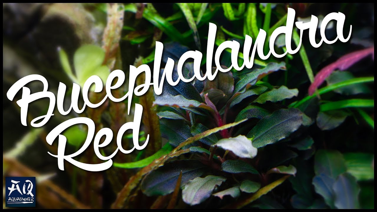 Bucephalandra sp. Red vorgestellt | AquaOwner - YouTube