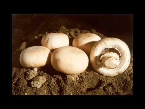 You Can Easily Learn How to Grow Mushrooms; Commercial Mushroom Growing ...