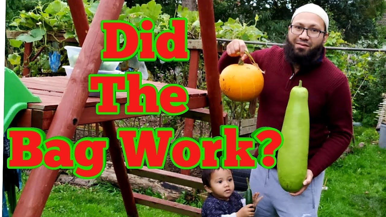 Bottle Gourd Update - Bangla Khodu - Growing Gourds In The Cold ...