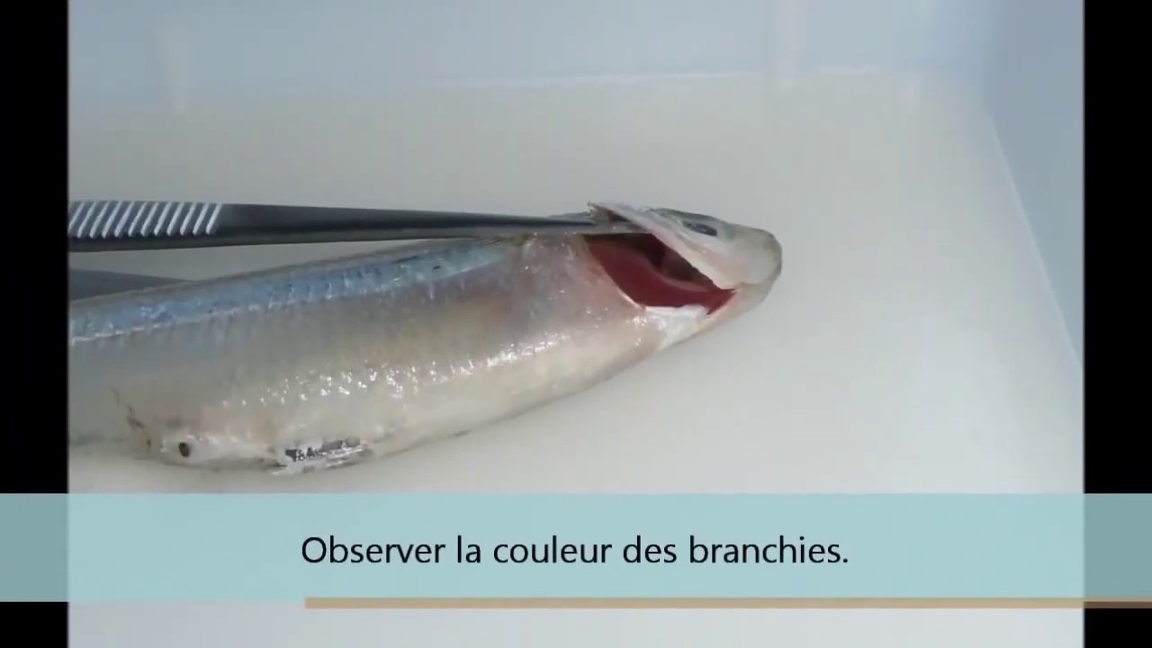 Dissection poisson - YouTube