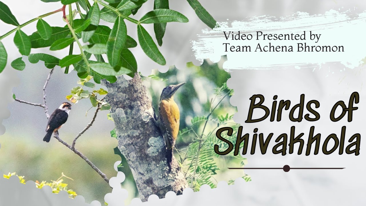 Birds of Shivakhola #birds #bird #nature #shivakhola #wilslife # ...