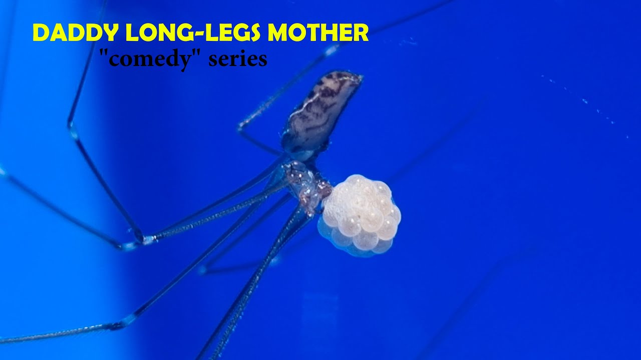 Daddy Long-Legs Mother - "comedy" series - YouTube