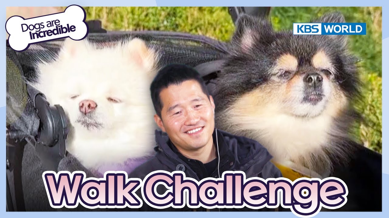 Walk Challenge 🐶🐾 [Dogs are incredible : EP.200-1] | KBS WORLD TV ...