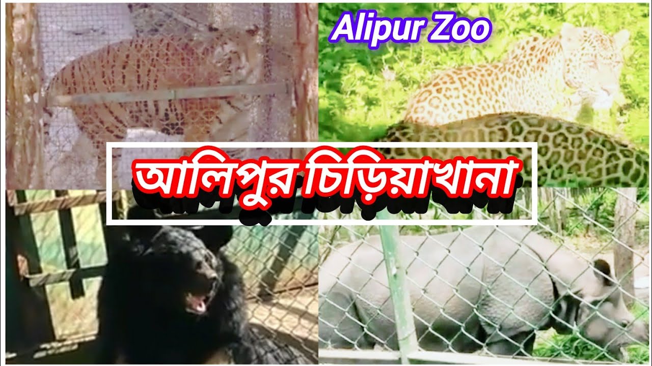 Alipur zoo tour guide 2024 l Alipur zoo ticket price l Kolkata ...