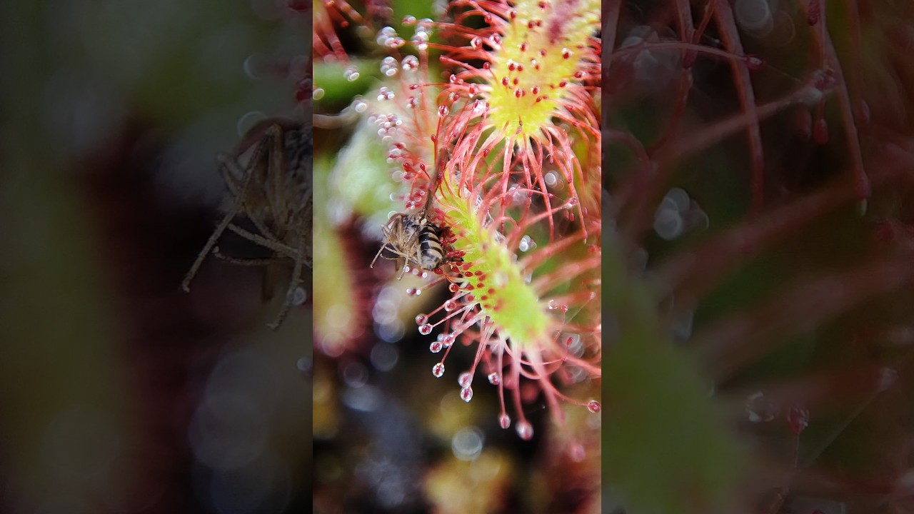Drosera latifolia Feeding timelapse - YouTube