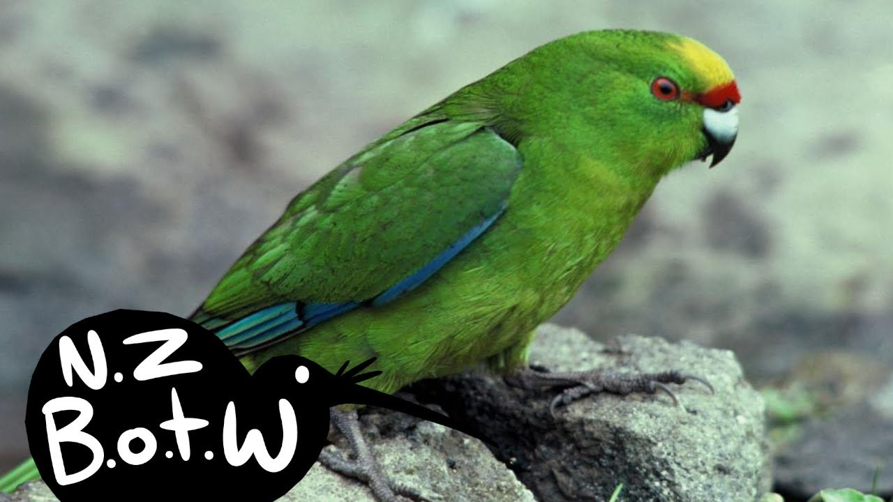 Forbes' parakeet - New Zealand Bird of the Week - YouTube