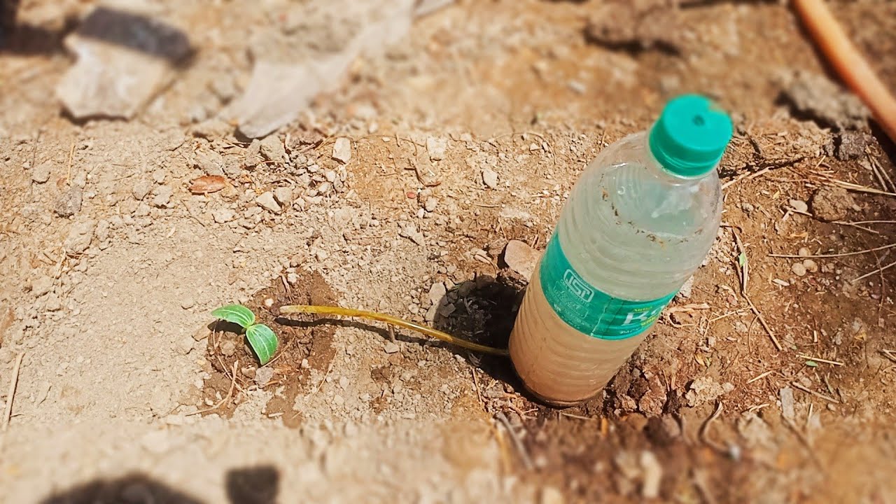 How to make a drip system for vine plant from plastic bottle // it's ...