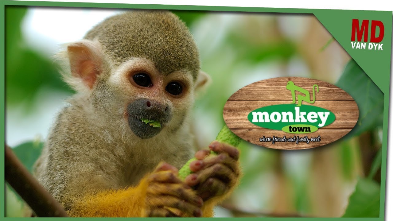 Monkey Town Primate Centre 2018 - YouTube