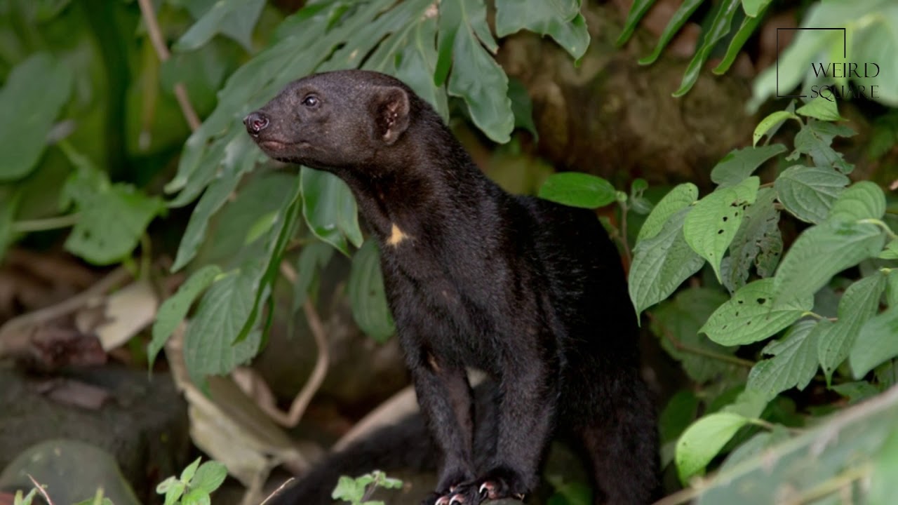 Interesting facts about Tayra by weird square - YouTube