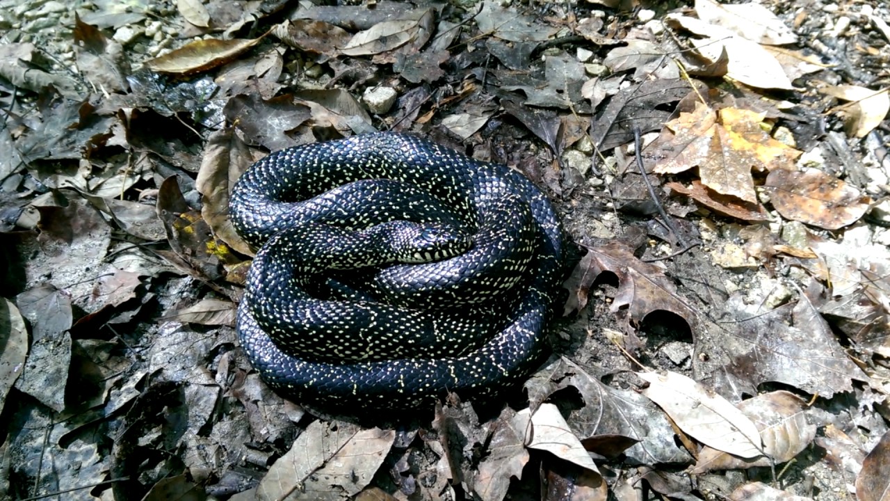Kentucky Jackson Purchase speckled kingsnake - YouTube