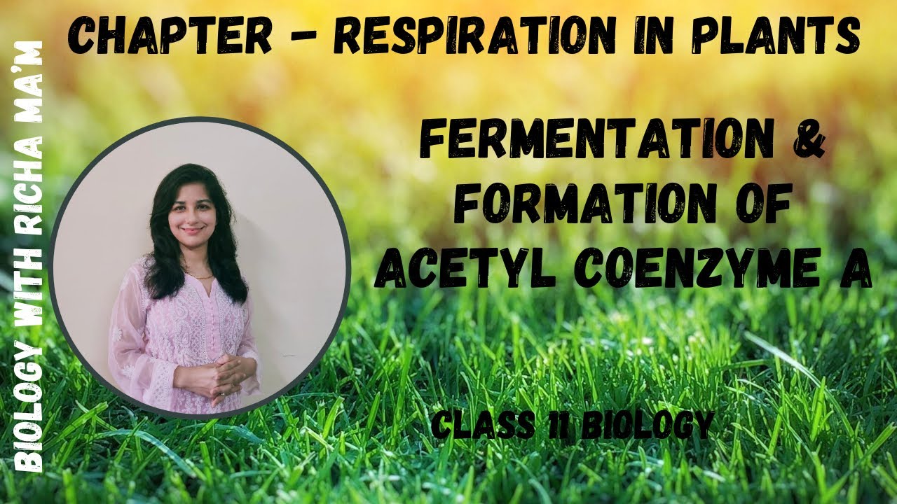 FERMENTATION || FORMATION OF ACETYL CO ENZYME A || CLASS 11 || BIOLOGY ...
