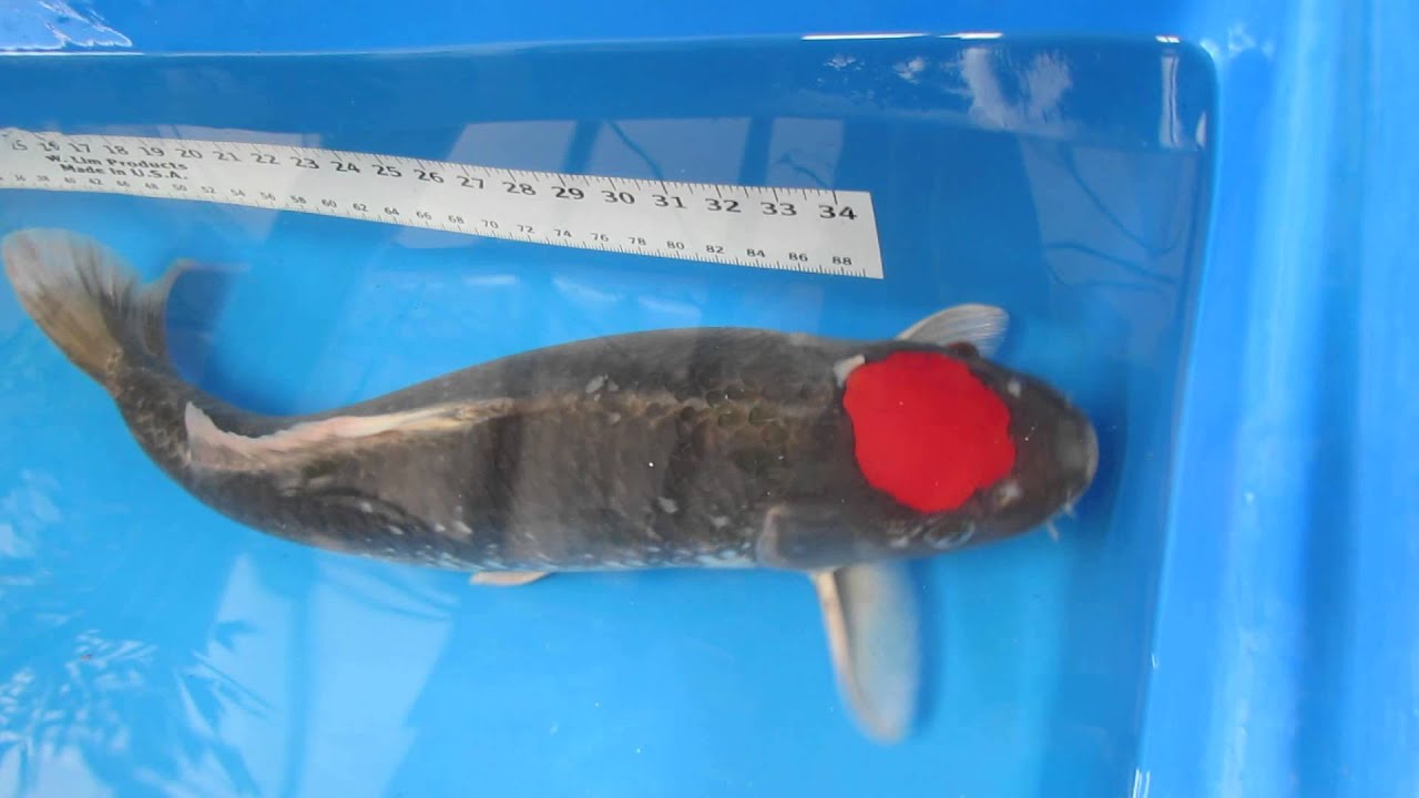 22" Tancho Goshiki Japanese Koi Fish - YouTube