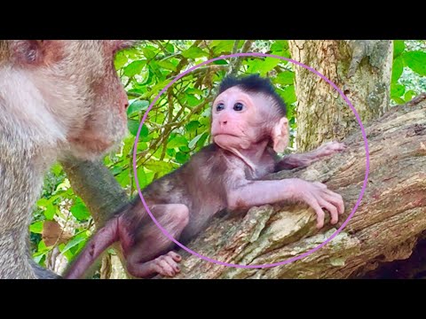 New Born Baby Monkey Janet Try Climb The Tree Mother Next To | Baby ...