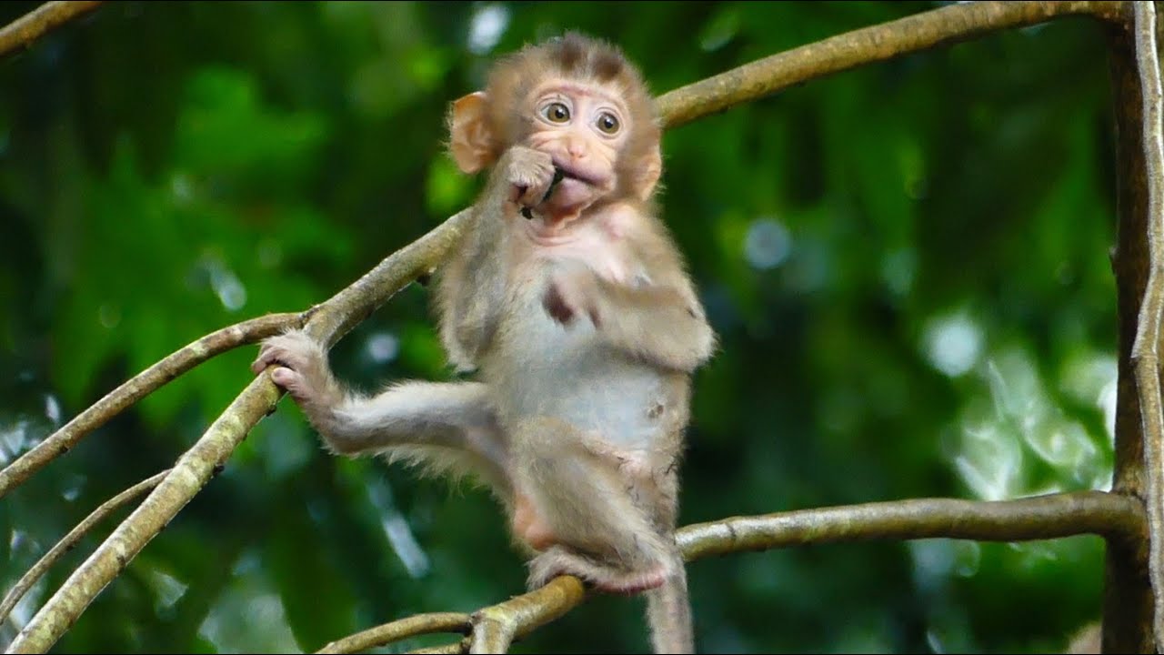 Libby Free From Duty Time Help Training Little Monkey Rainbow. How Is ...