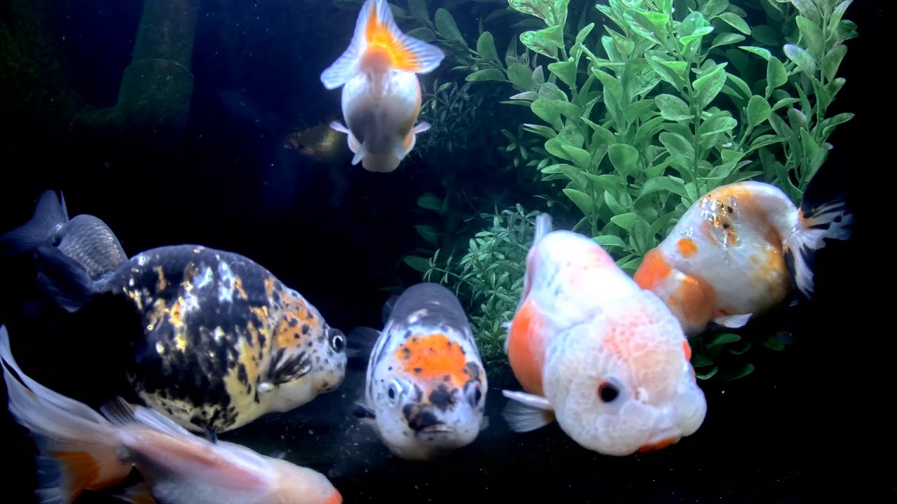 East Coast Ranchu Goldfish Live Stream CAM 2 - YouTube