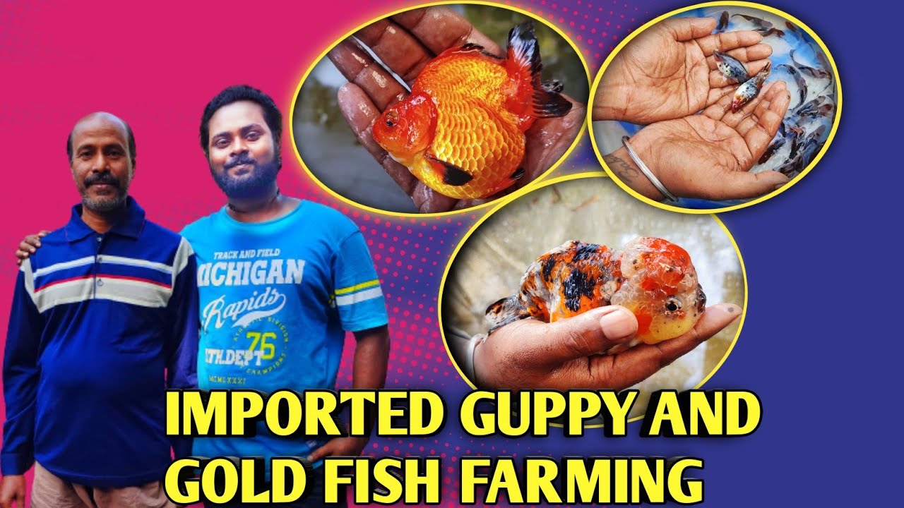 gold fish, sowrdtail, imported guppy fish farming | fish farming howrah ...