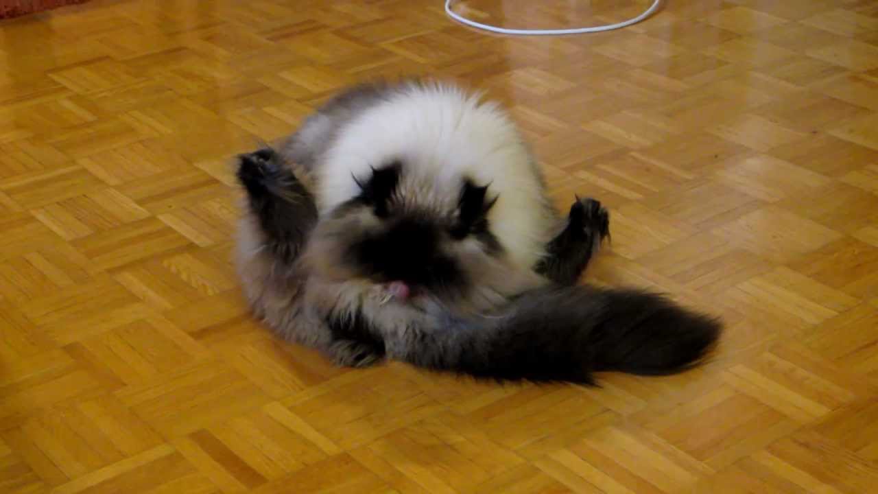 Kitten the Cat: Personal Hygiene Time - YouTube
