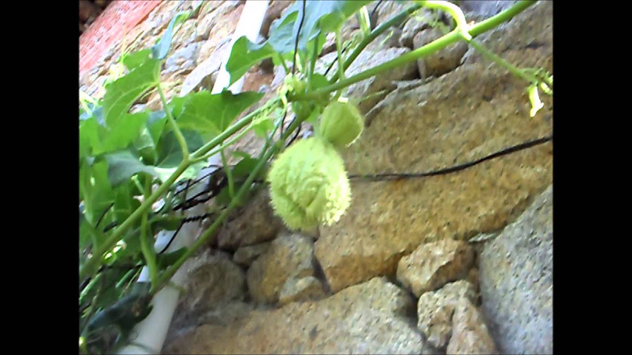 Planta del Chayote, Chayota, Yota, Papa de Guatila o Papa del aire ...