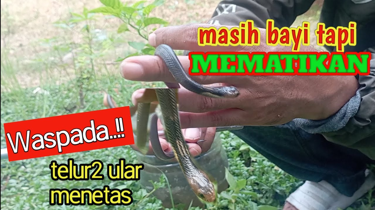 Musim Telur Ular Menetas ditemukan Bayi Kobra - YouTube