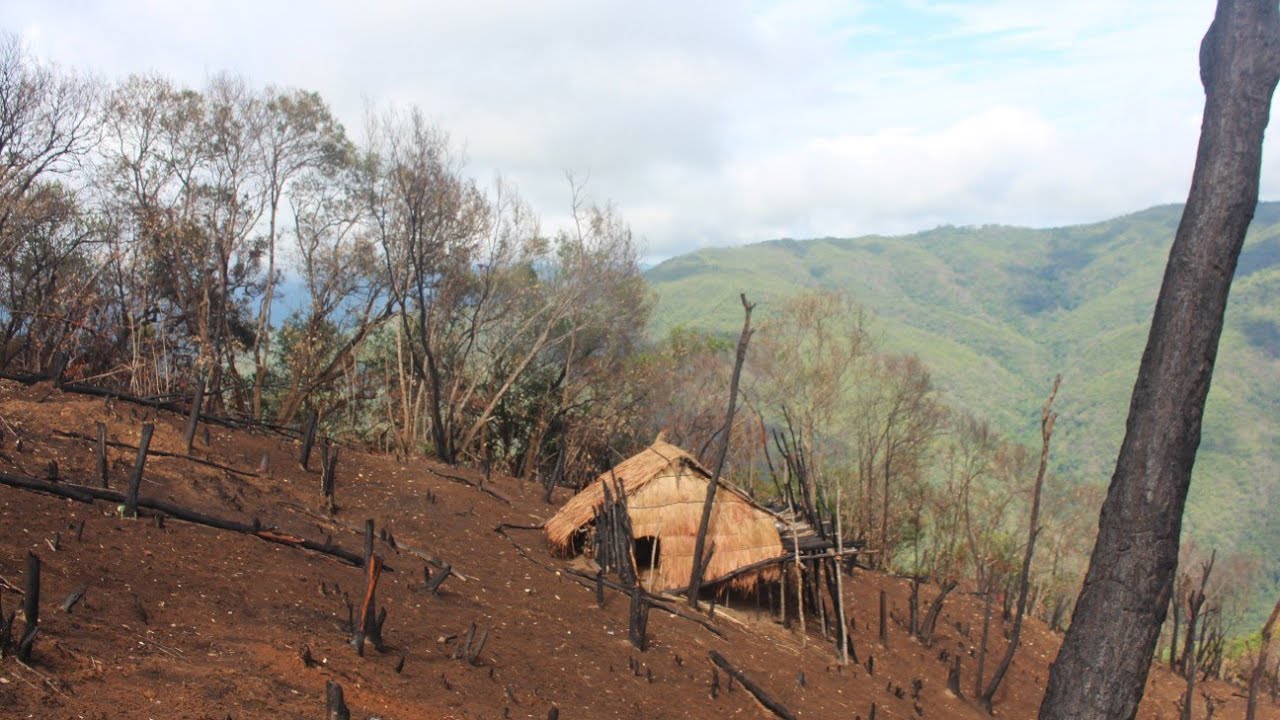 Traditional seed -sowing, Naga(Uipo) Northeast india |Moshelran saka ...