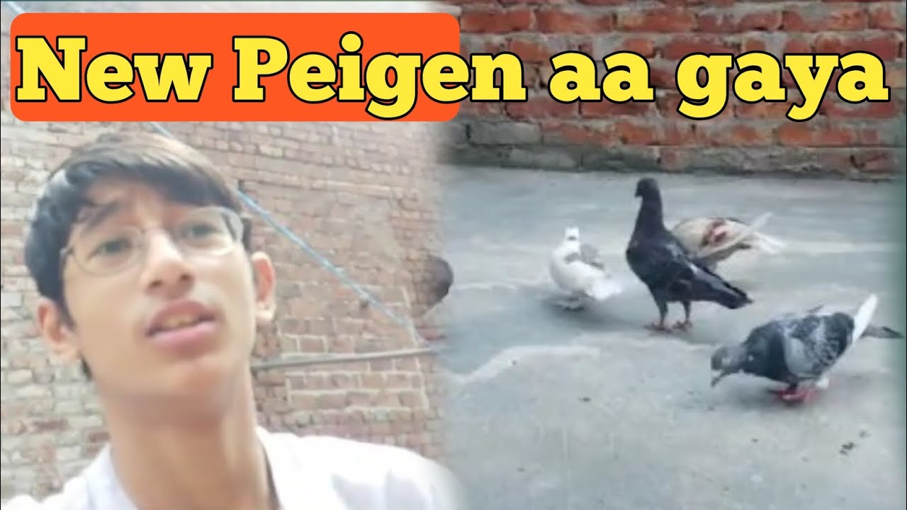 New Peigen aa gaya 😁😁🤣🤣🕊️🕊️🕊️ - YouTube