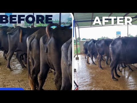 HOW TO CLEAN DAIRY FARM #murrahbuffaloes #washing @TRUSTEDDAIRYFARM ...