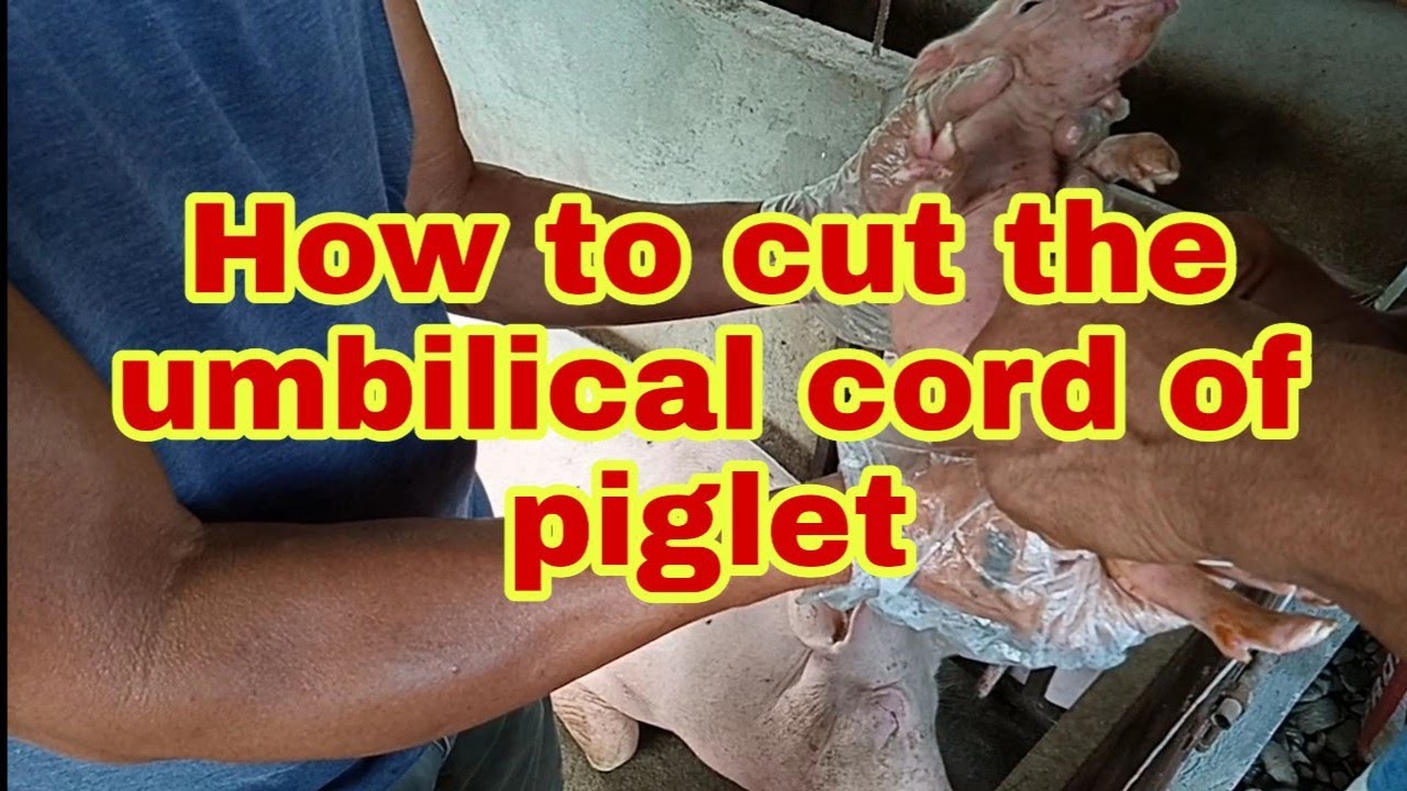 PIGGERY VISIT How To Cut The Umbilical Cord Of Piglet Mel Lonz piggery-visit-how-to-cut-the-umbilical-cord-of-piglet-mel-lonz