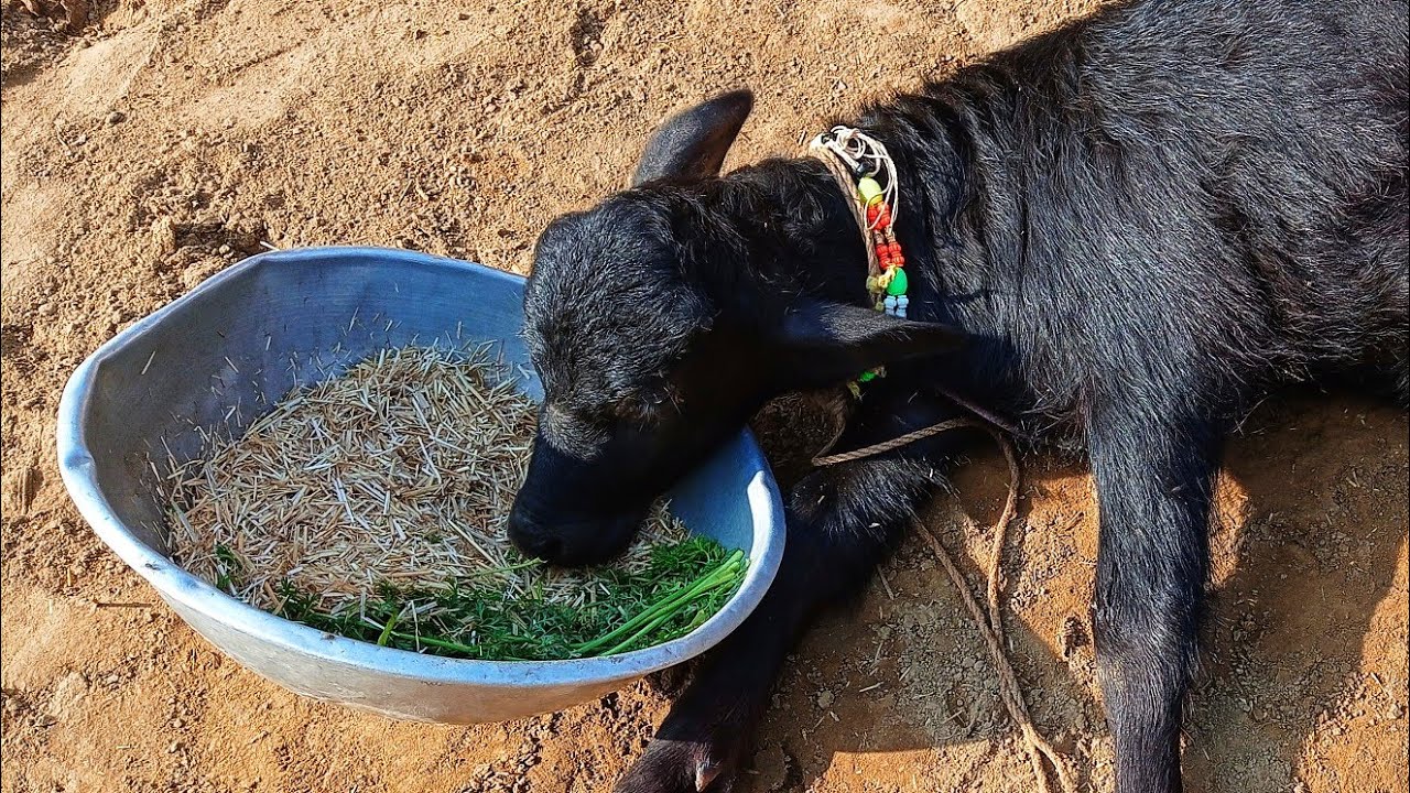 murrah buffalo Baby 🐃 buffalo sound Murrah Buffalo Price 🔥 Buffalo bull ...