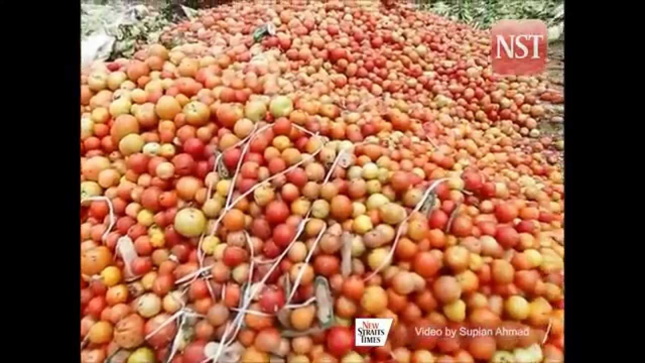 Farmers in Cameron Highlands dumps tonnes of tomatoes - YouTube