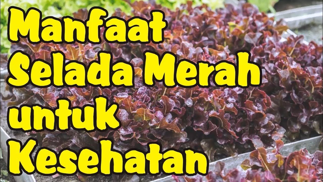 Manfaat Selada Merah Untuk Kesehatan - YouTube