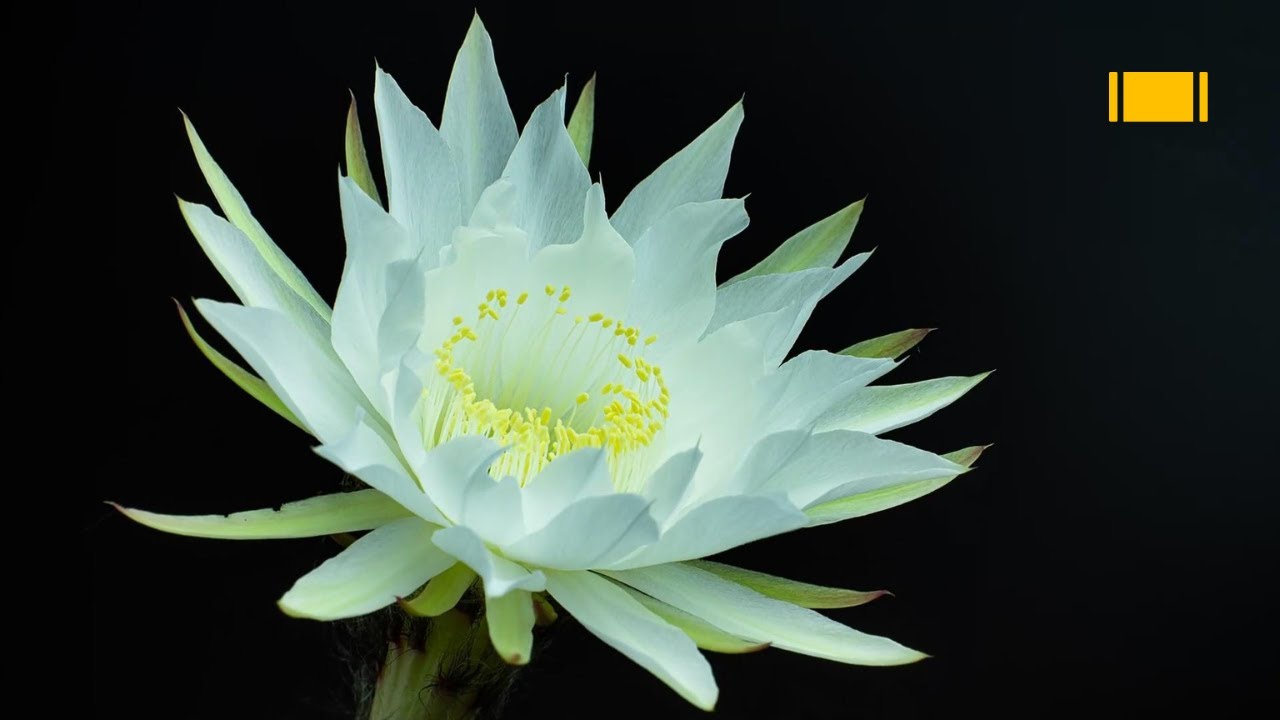 Time-Lapse Treasures: Blooming Beauties｜Blossoms in the Dark #1 - YouTube