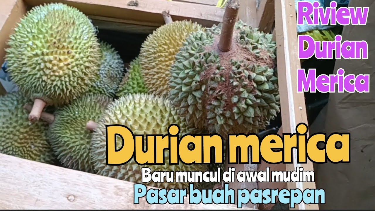 AWAL MUSIM MENEMUKAN DURIAN MERICA DI PASAR BUAH PASREPAN HARGA MASIH ...