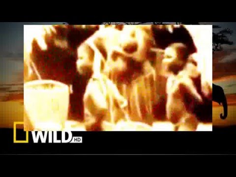 Top Documentary Films Tribes Of Andeman Nikobar islands India Magia Nuda Documentaries 1of2  720p  Y