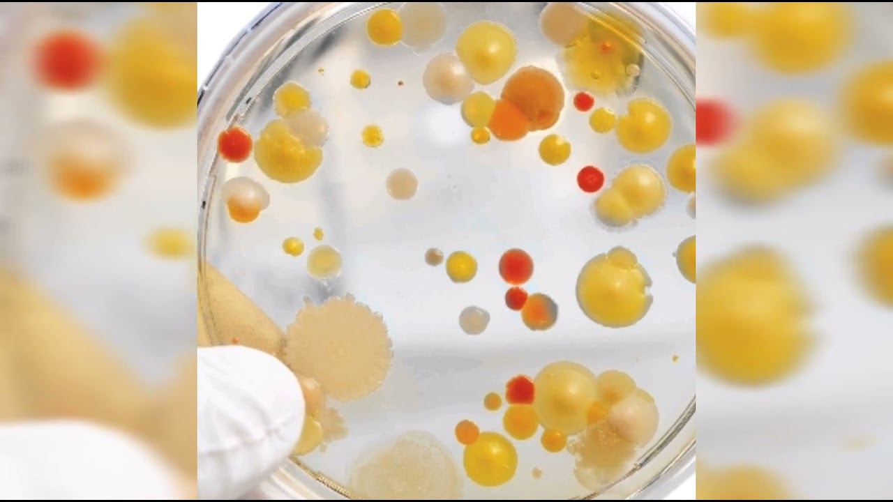 FOUR PHASES OF BACTERIAL GROWTH - YouTube