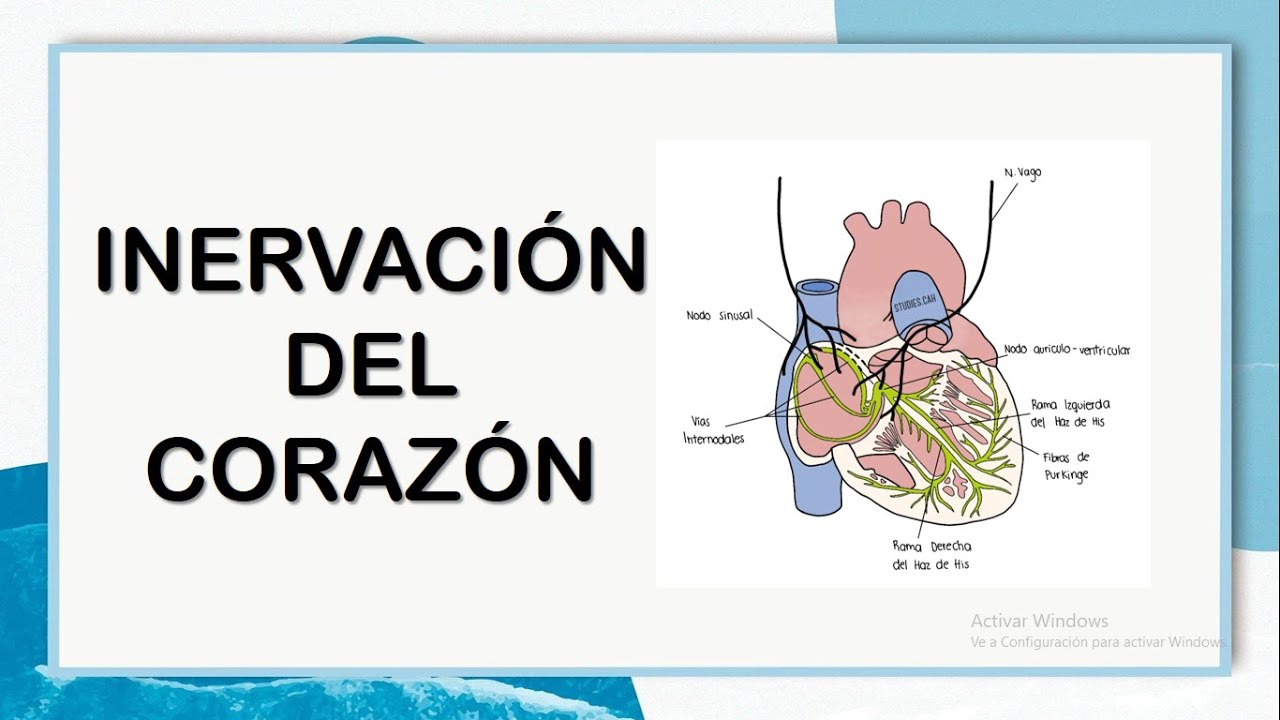 Inervación del corazón - Equipo 8 grupo 214 A - YouTube