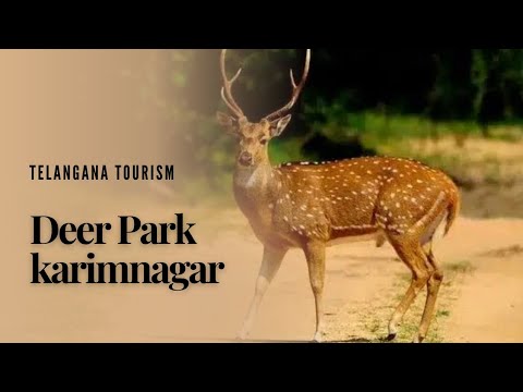 Deer Park Karimnagar - YouTube