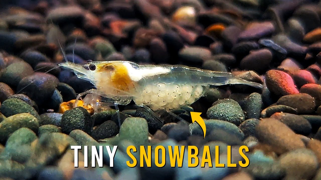 Why Snowball Neocaridina Shrimp Are The SECRET To A Perfect Aquarium ...
