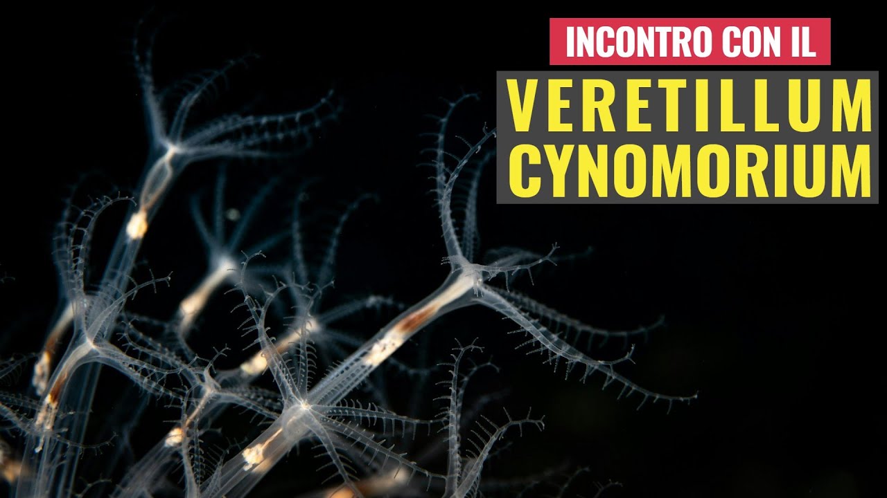 Incontro col il Veretillum cynomorium - YouTube