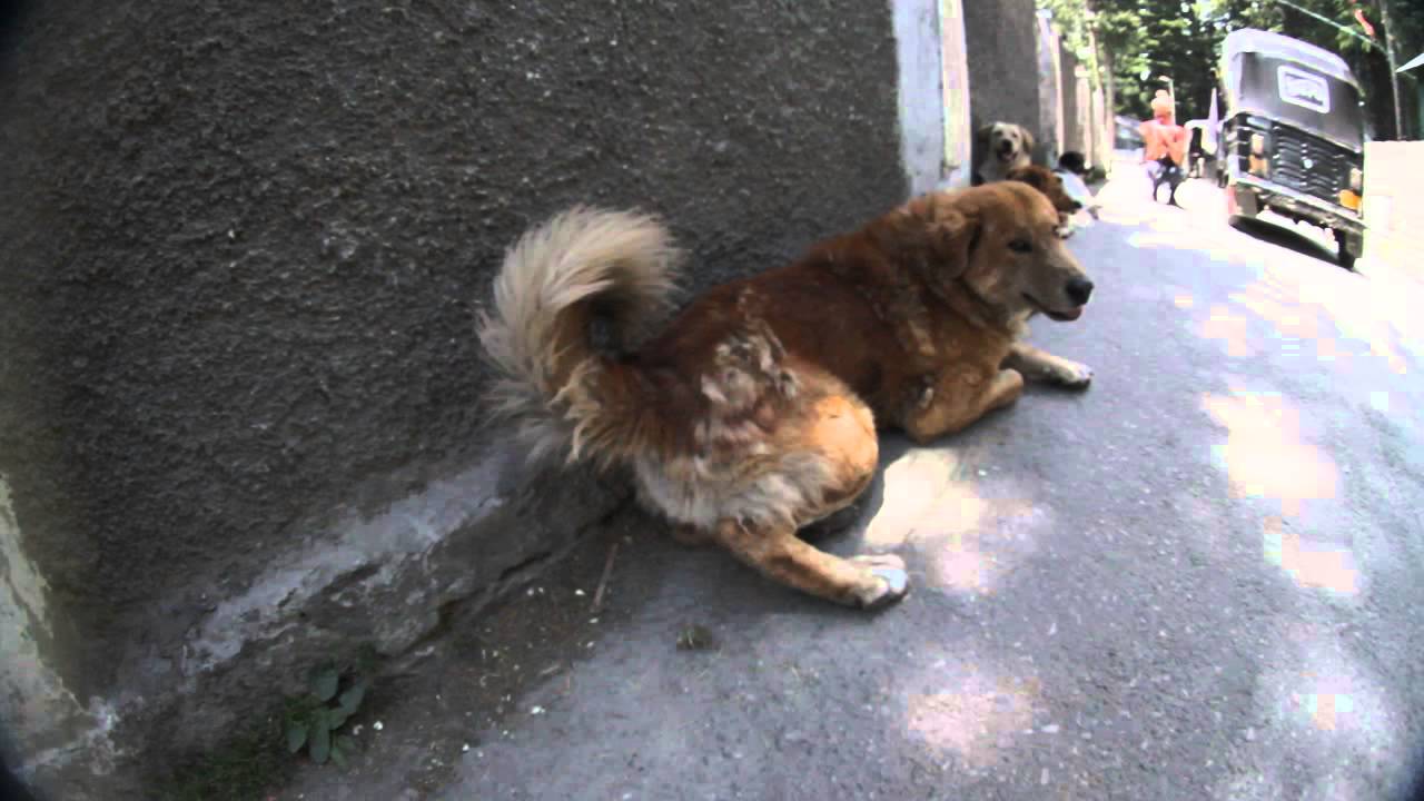 Manali. Dogs - YouTube
