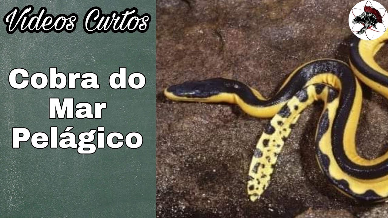 Cobra do Mar Pelágico | Shorts | Biólogo Henrique - YouTube