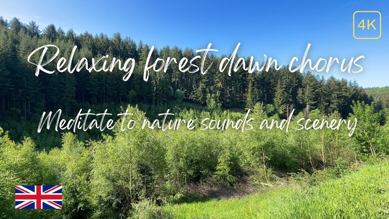 RELAXING FOREST DAWN CHORUS: Nature scenes and sounds for mindfulness ...