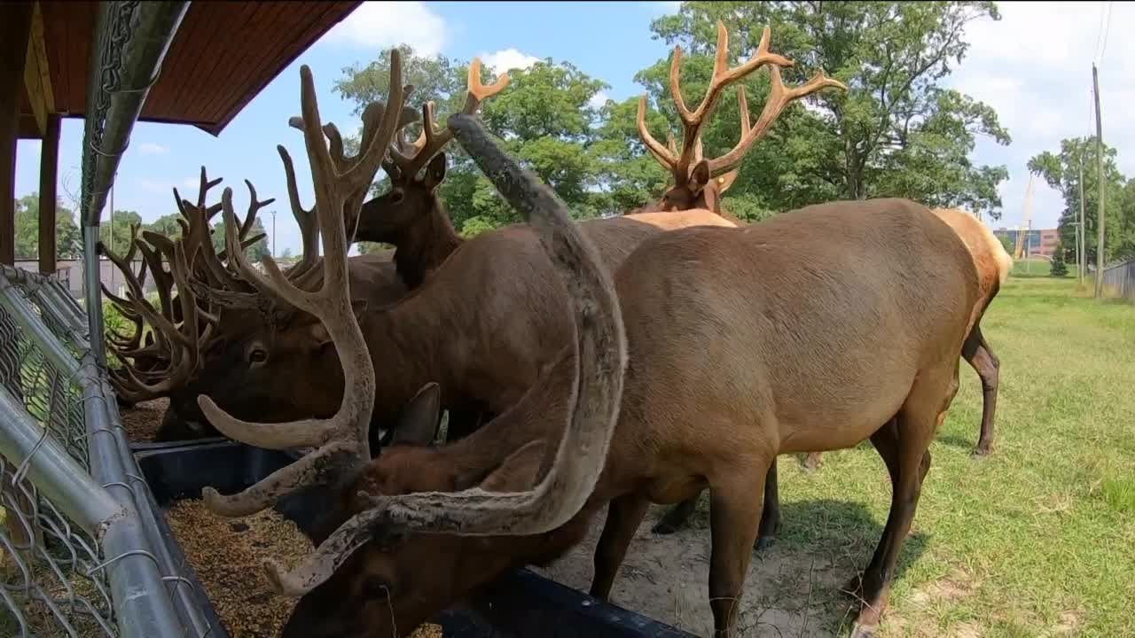Why 2 dozen elk live at a Richmond-area military facility - YouTube