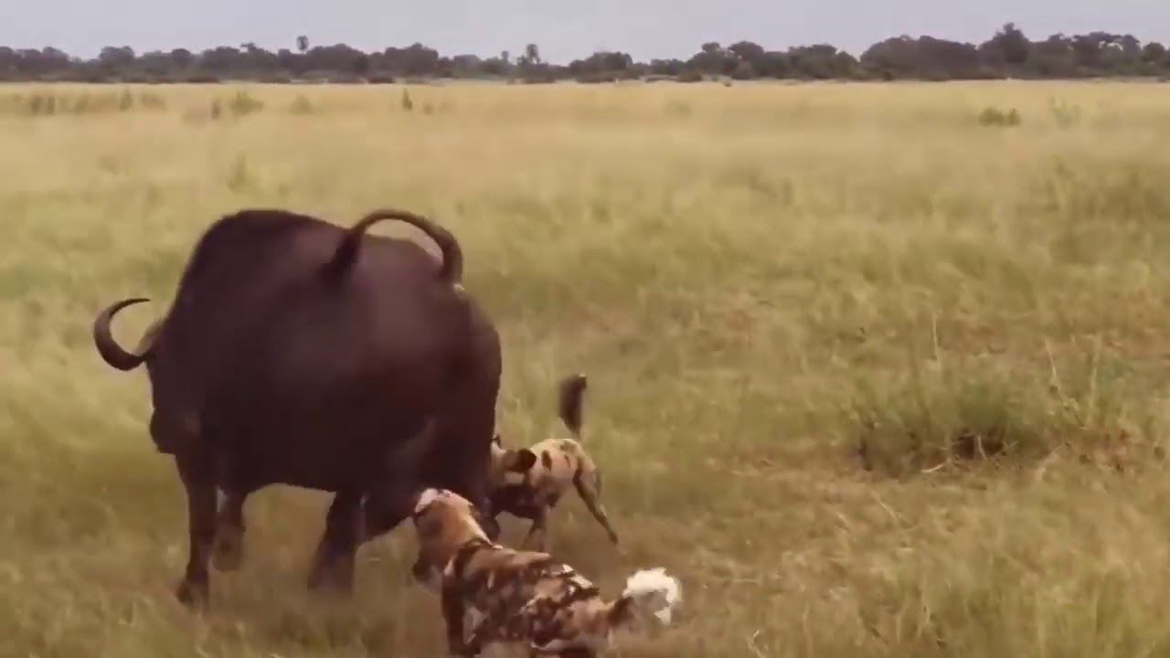Best attack wild Epic Battle Of Wild dogs vs Animals is not never Lion ...