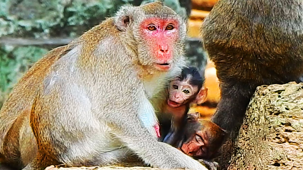 WELL DONE! JANE LOOKING AFTER HER CHILDREN.... - YouTube