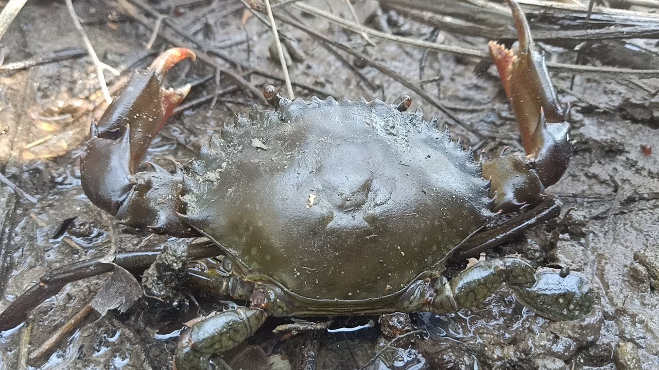 Catch GIANT MUD CRAB | GIANT MUD CRAB in the Mangroves, #8 - YouTube