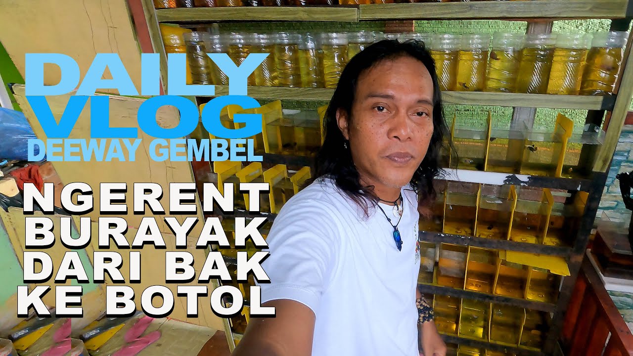 DAILY VLOG DEEWAY GEMBEL NGERENT BLUERIM DARI BAK KE BOTOL - YouTube